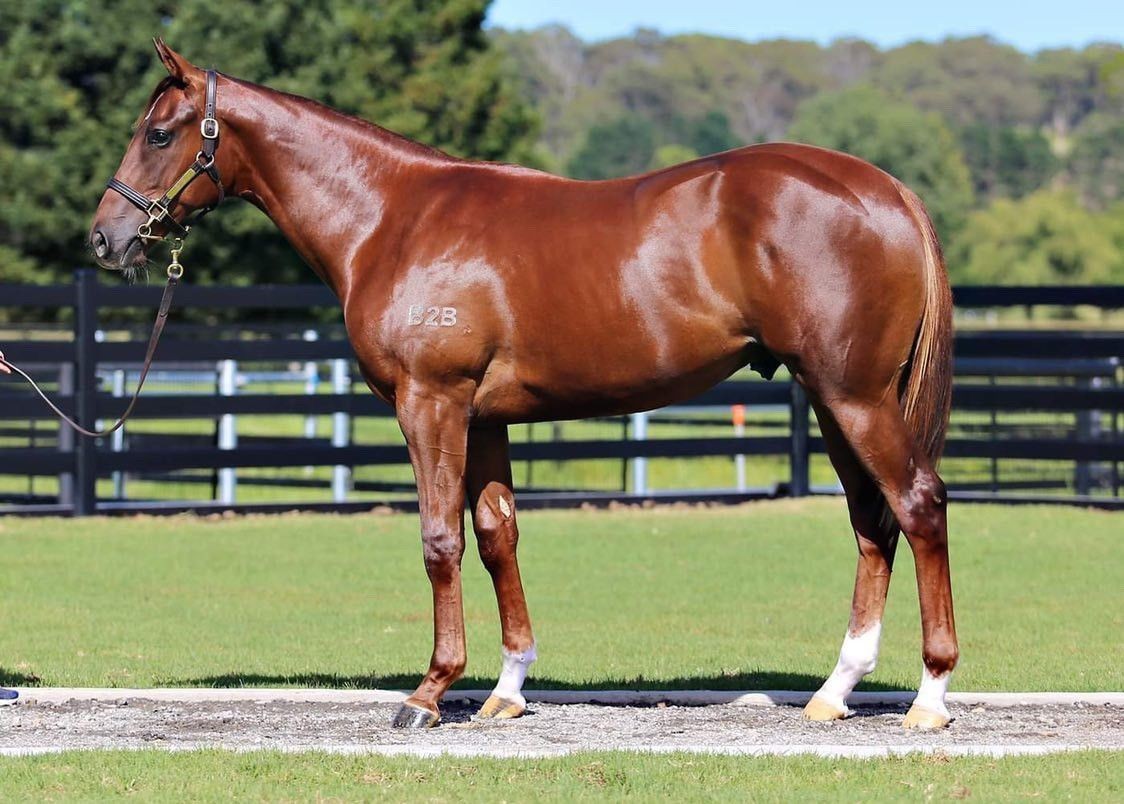 Toronado Boom - Scott Cameron Racing